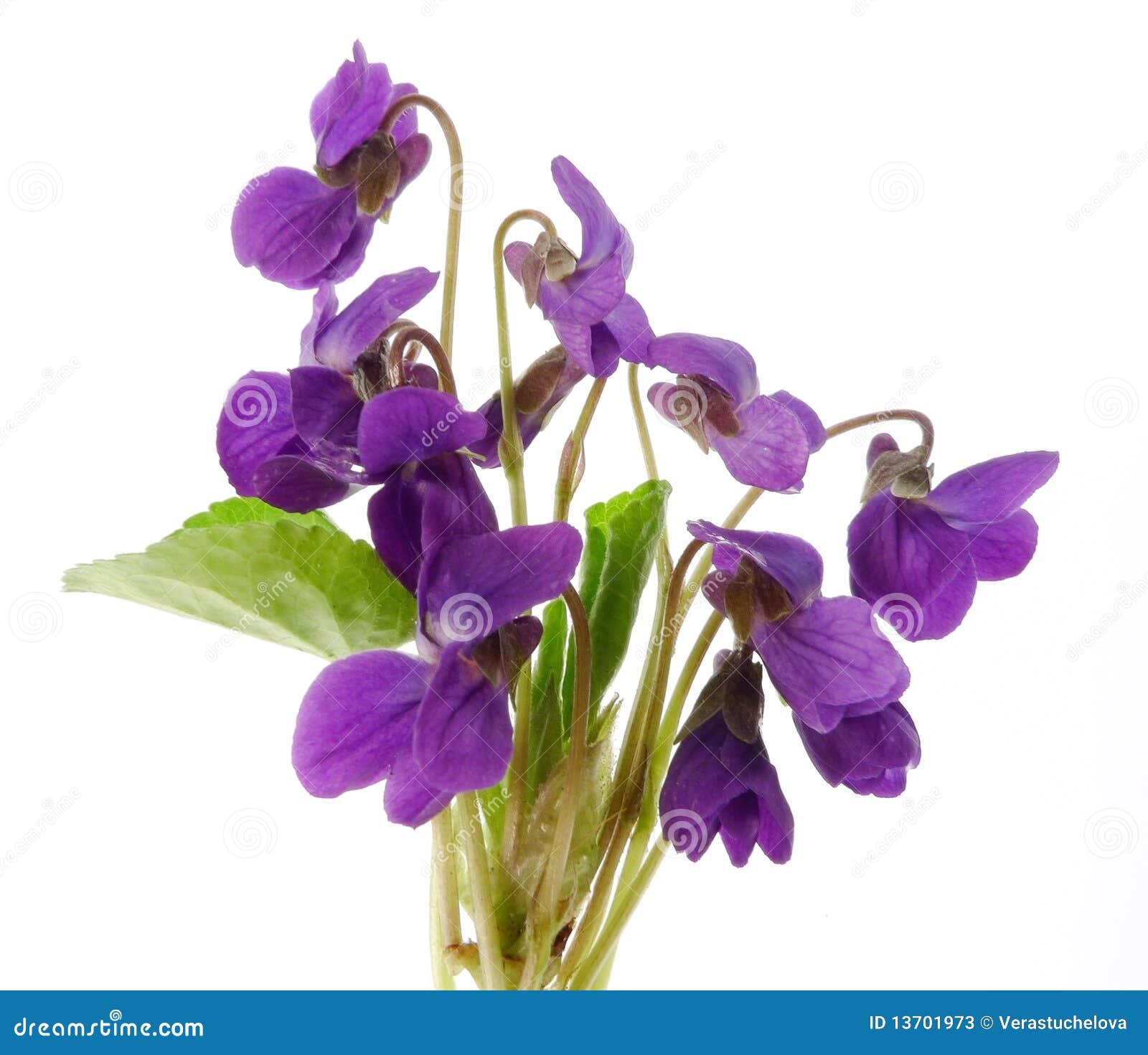 Boeket Van Viooltjes Op Witte Achtergrond Stock Afbeelding - Image of ...