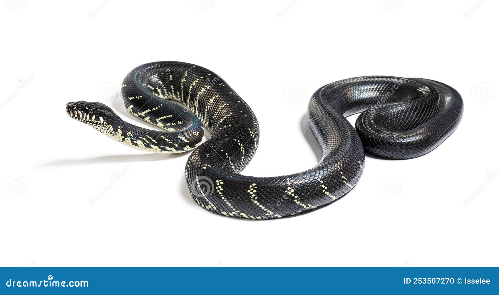 Boelens Python Simalia Boeleni Aislado Foto de archivo - Imagen de ...