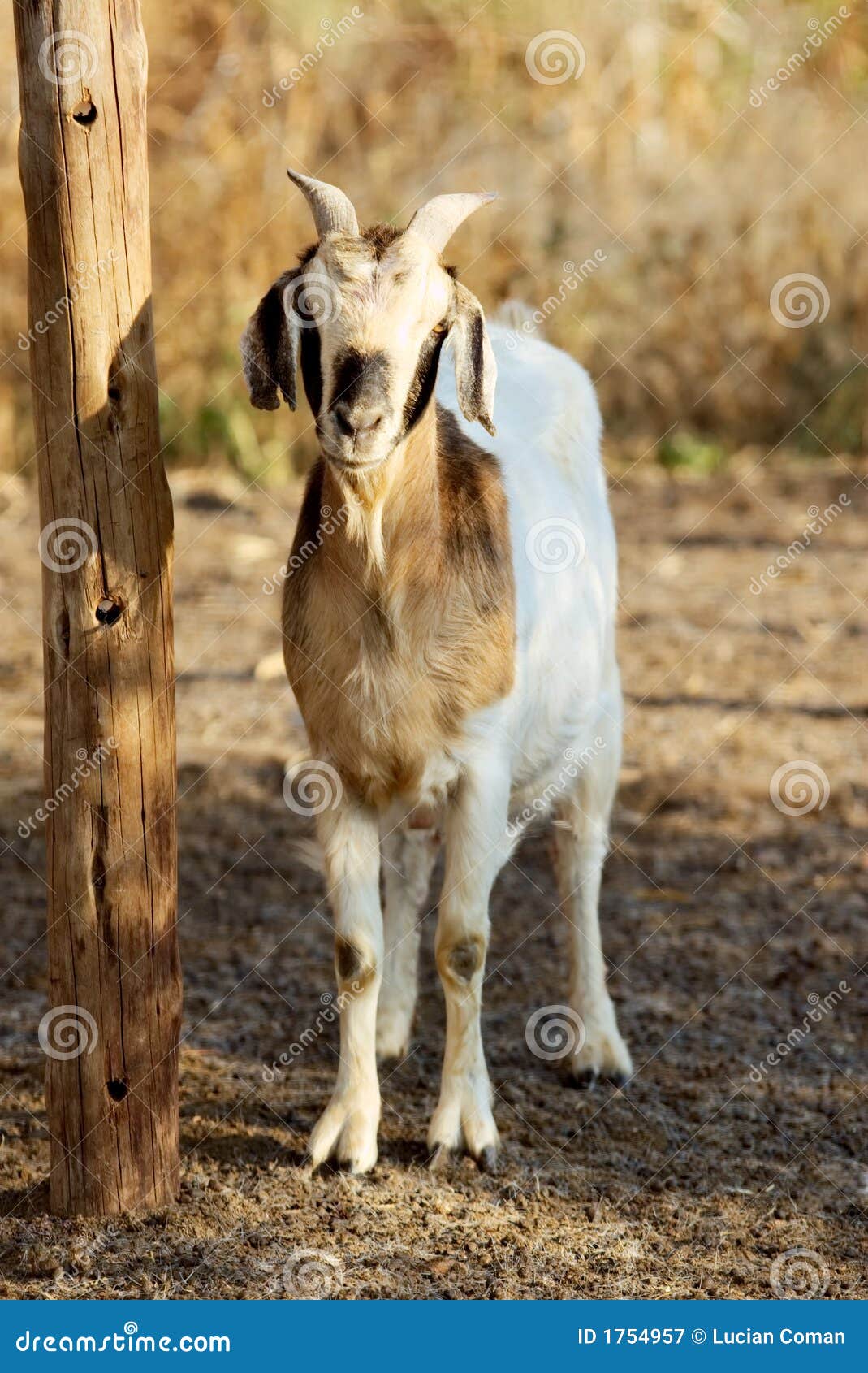 Boer goat stock image. Image of mammal, barn, agriculture - 1754957