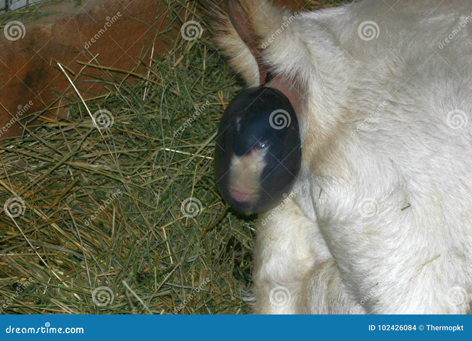 Goat giving birth stock photo. Image of giving, goat - 102426084