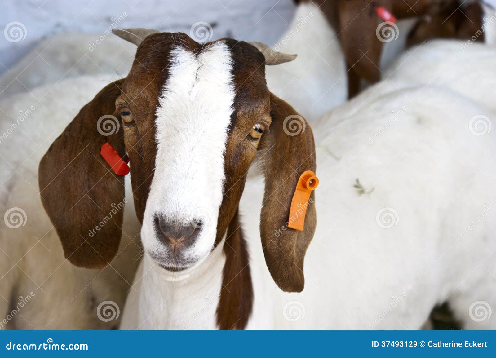 Boer Goat stock image. Image of livestock, boer, bore - 37493129