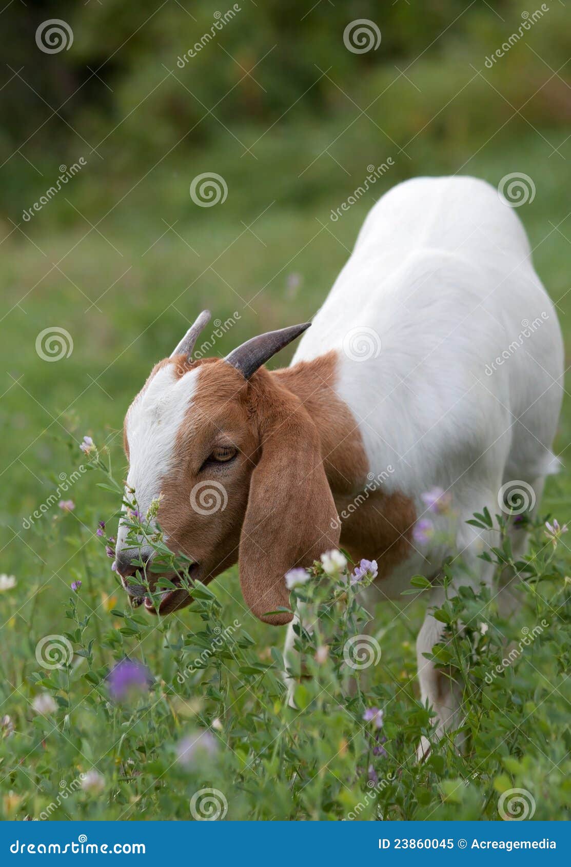 Cow And Goat Grazing Together In Field With Trees In Background Stock ...
