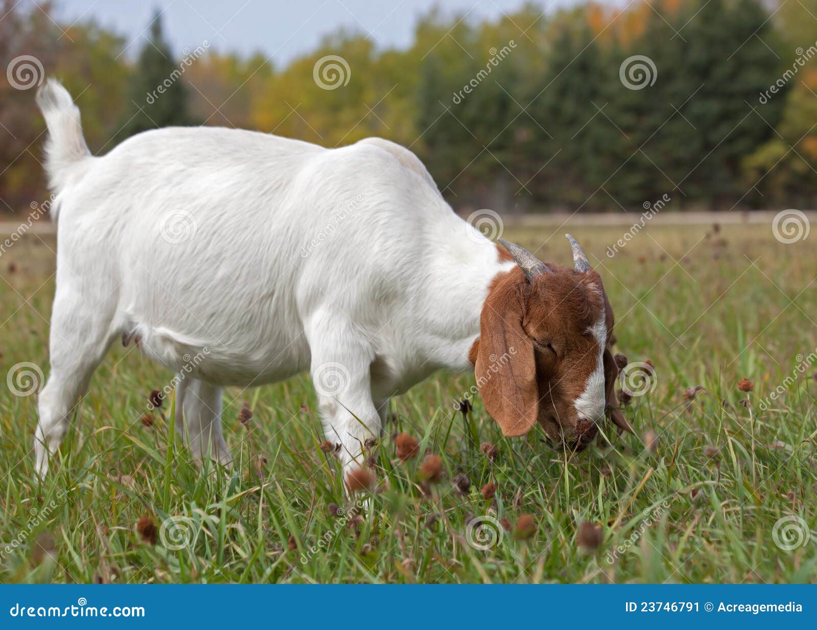 Boer Goat grazing in fall stock image. Image of horns - 23746791