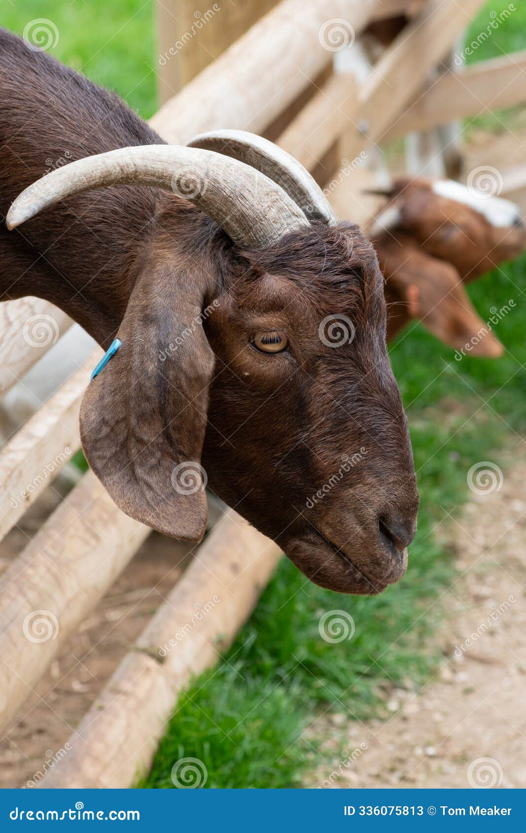 Boer goat stock image. Image of head, farm, outdoors - 336075813