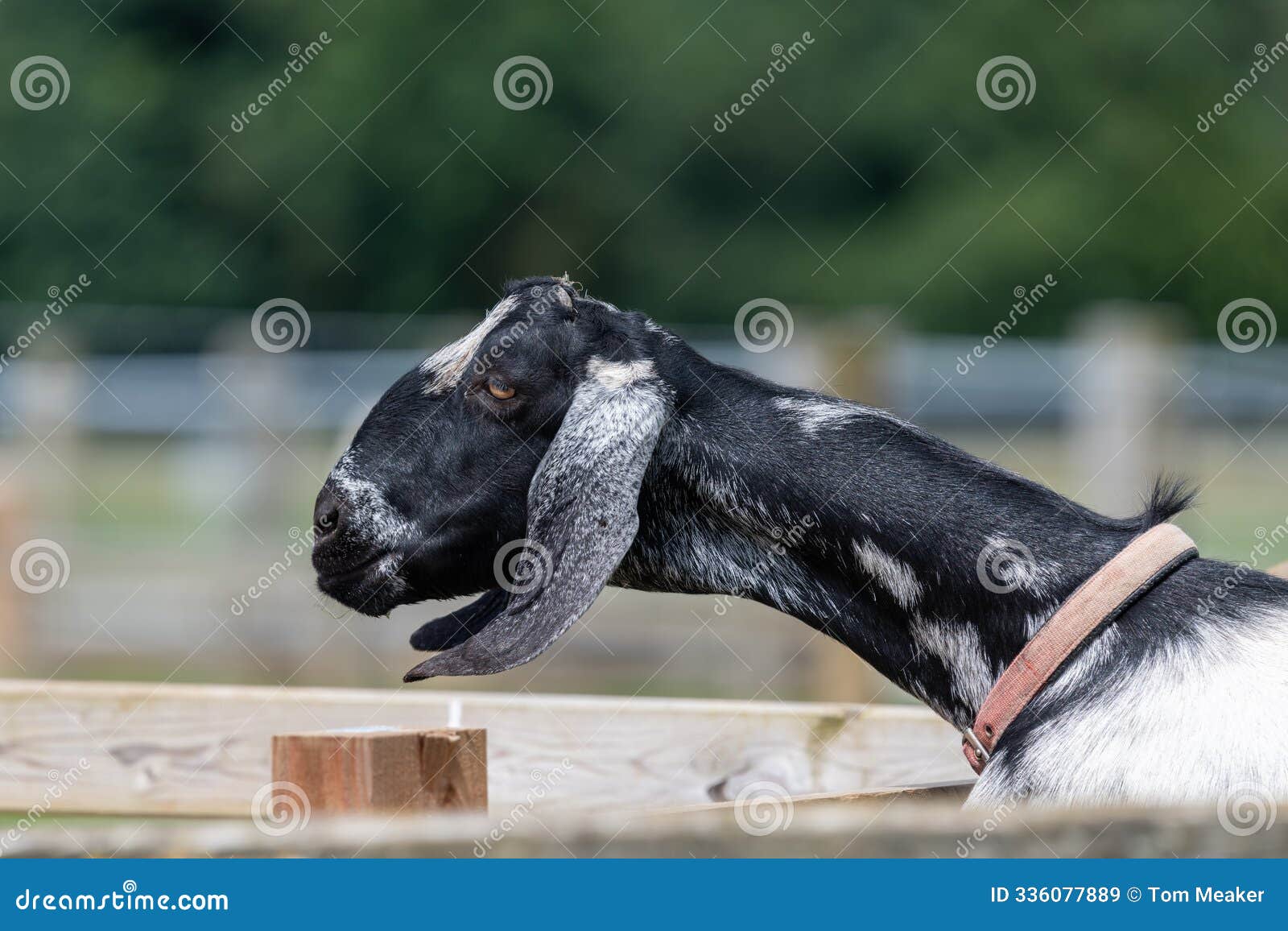 Boer goat stock image. Image of nature, horizontal, farm - 336077889