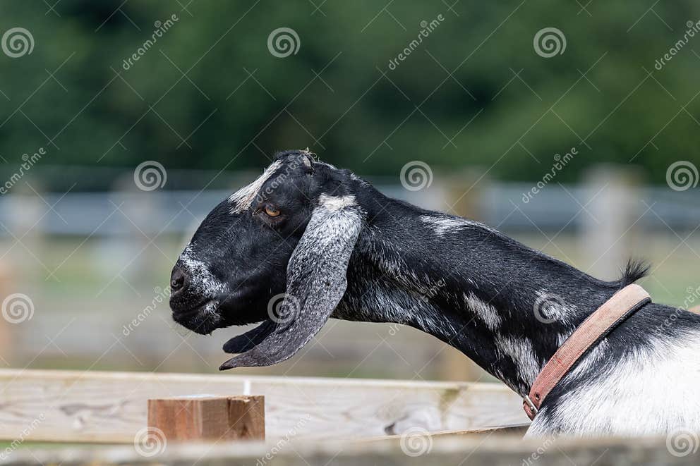 Boer goat stock image. Image of nature, horizontal, farm - 336077889