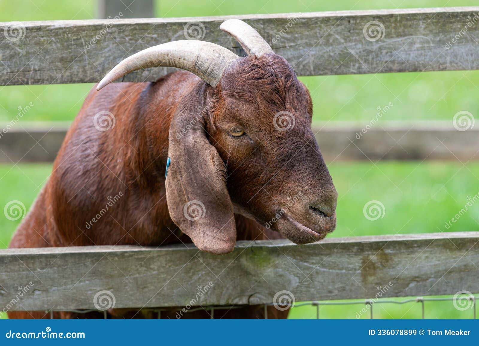 Boer goat stock image. Image of shot, close, mammal - 336078899