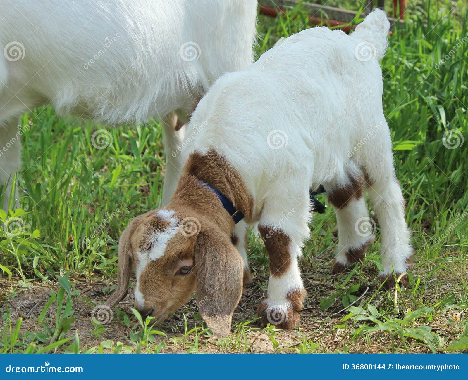 Boer Goat Kid stock photo. Image of grass, newborn, doeling - 36800144