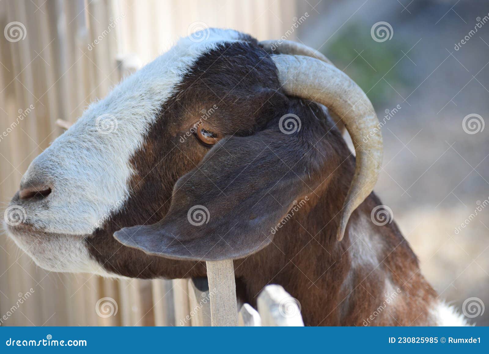 Goat Leans On Fence(black And White) Royalty-Free Stock Photography ...