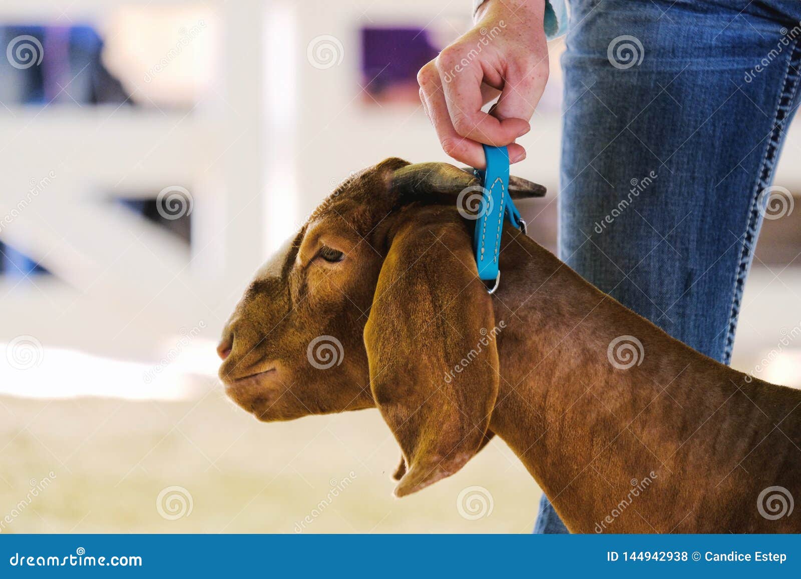 Boer goat portrait at show stock photo. Image of animal - 144942938