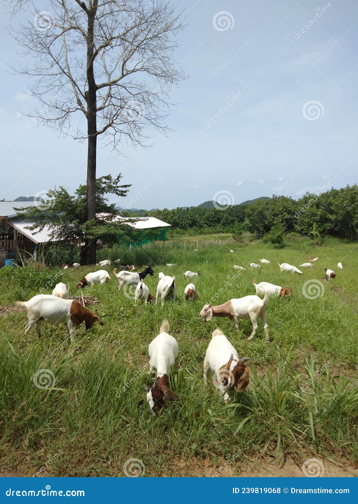 Goat herding stock photo. Image of sheep, field, cattle - 239819068