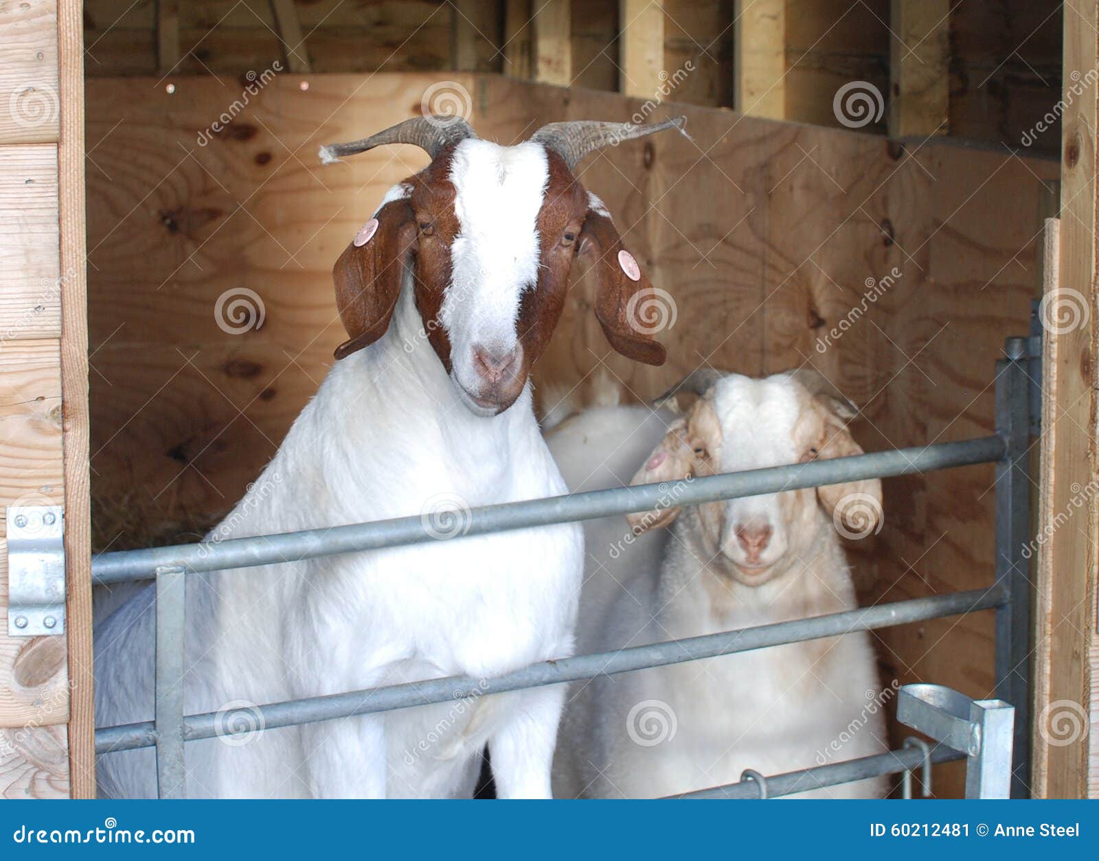 Boer Goats Behind Gate in Pen Stock Image - Image of white, gate: 60212481