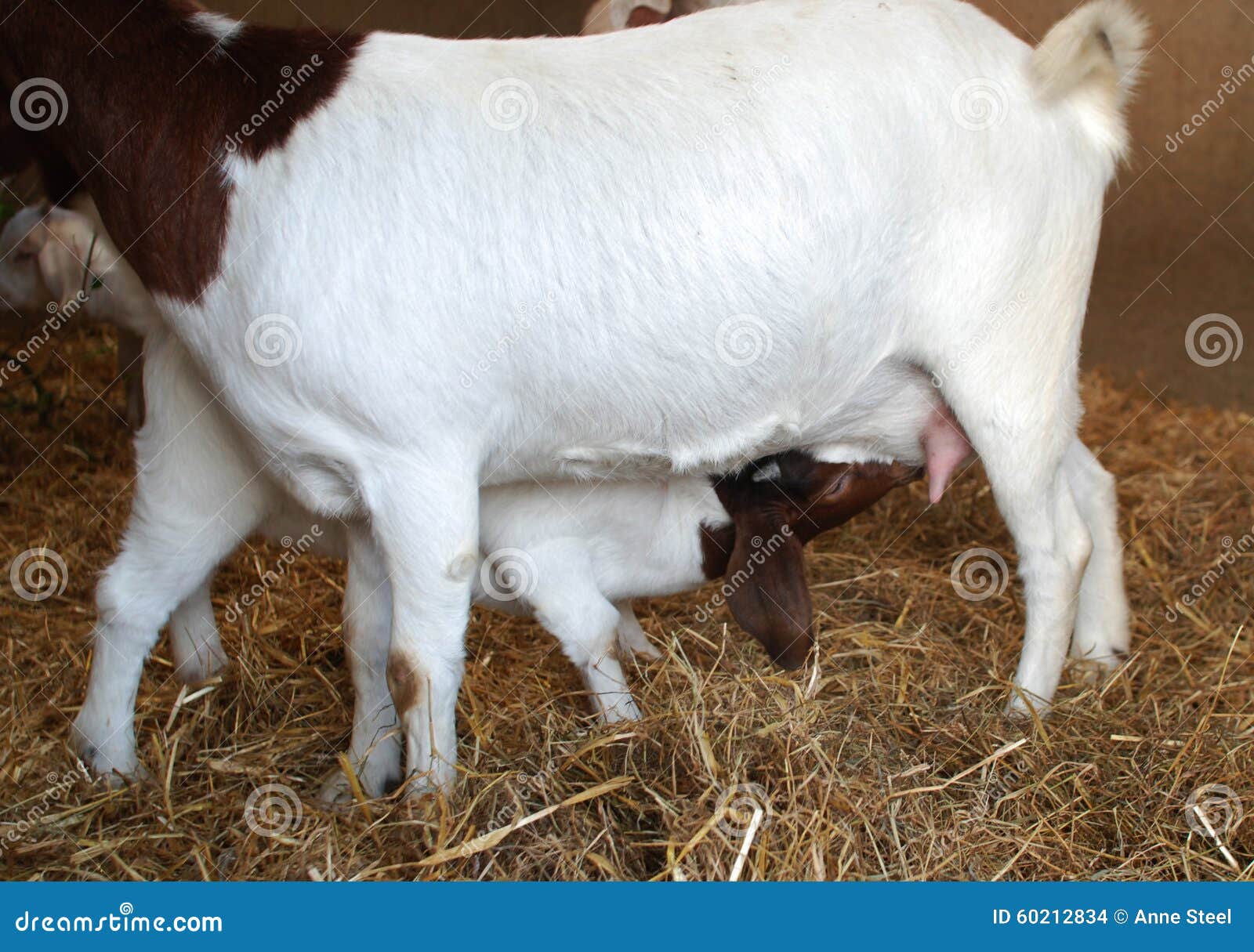 Boer Kid Goat suckling stock photo. Image of butchery - 60212834