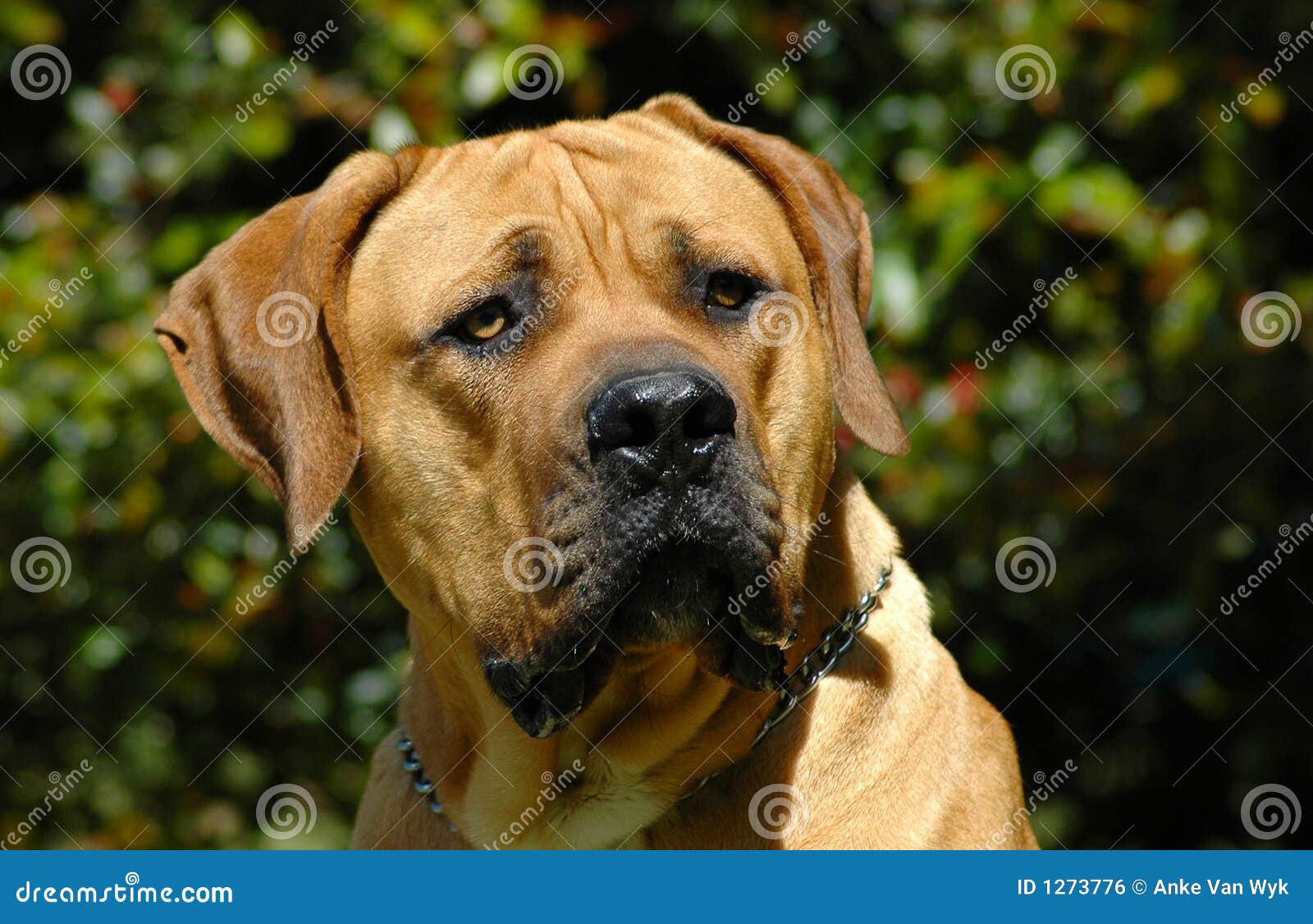 Boerboel Dog Stock Photo | CartoonDealer.com #13313436