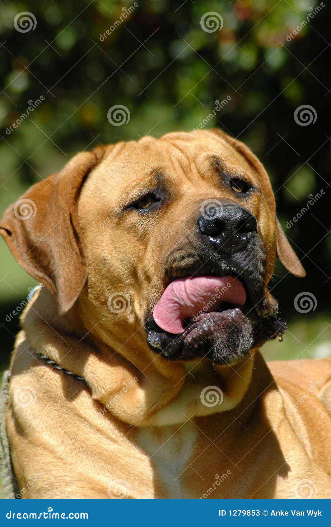 Boerboel Dog Stock Photo | CartoonDealer.com #49641036