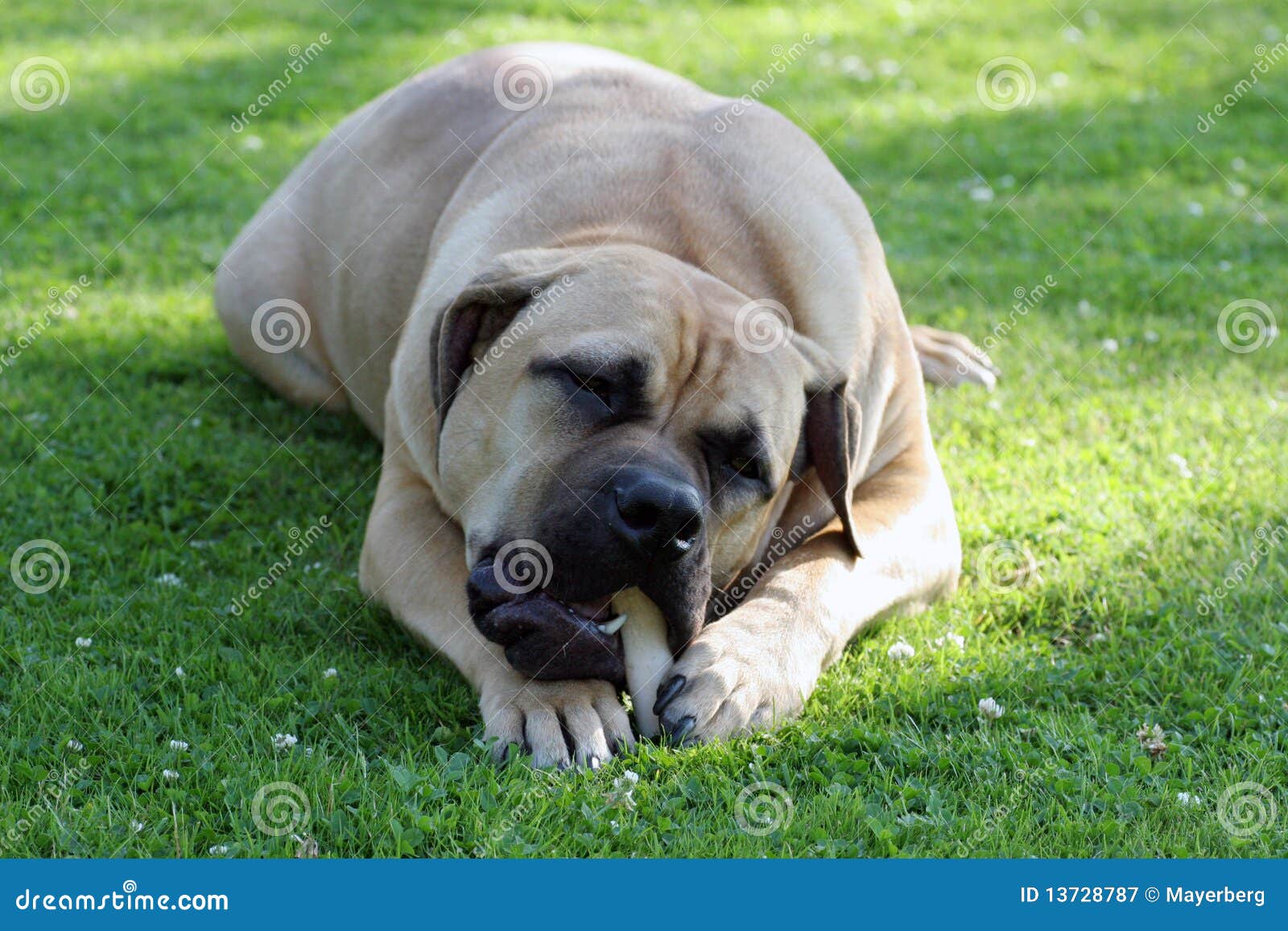 Boerboel stock image. Image of happy, portrait, playfully - 13728787