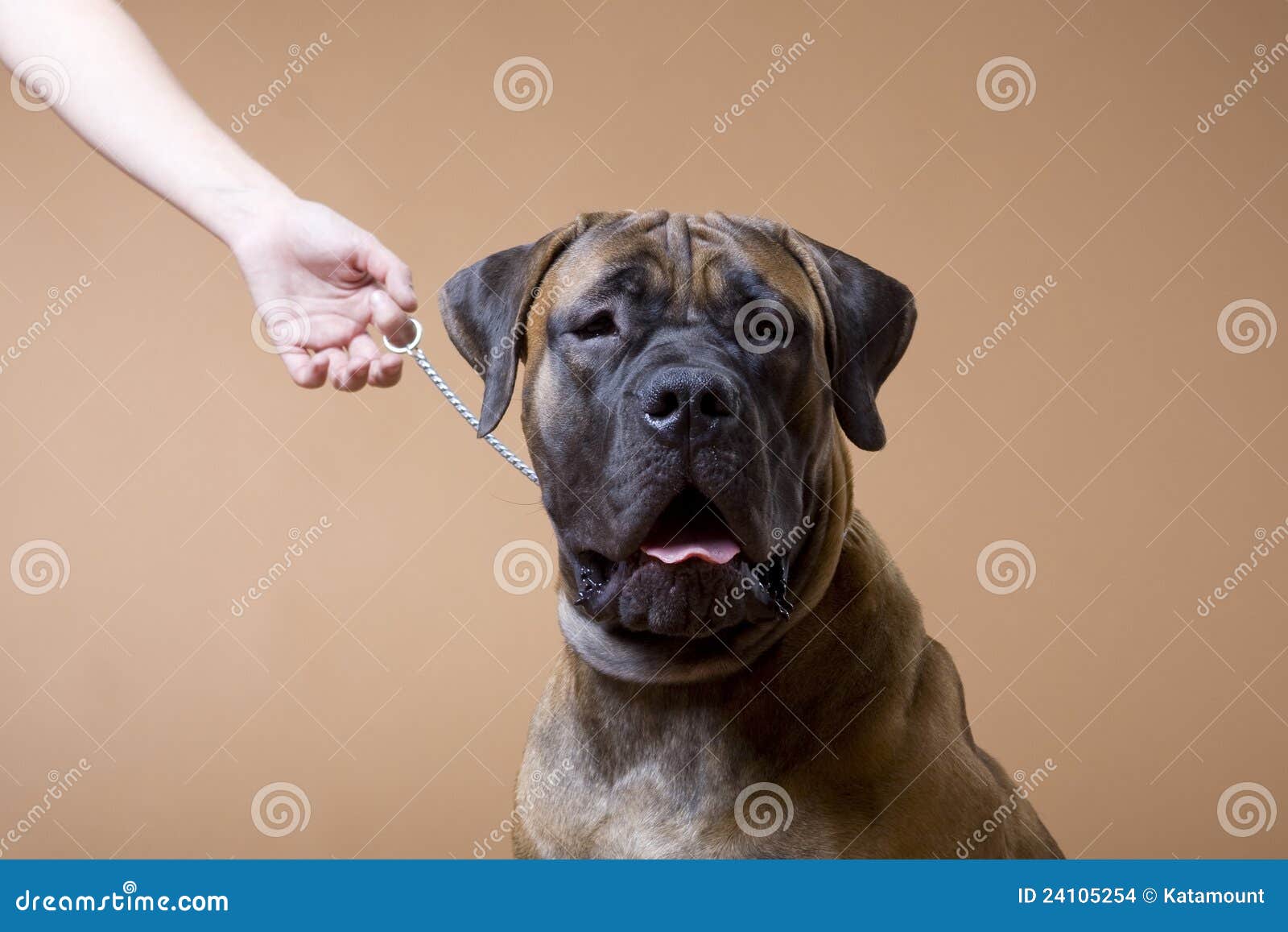 Boerboel_19 stock photo. Image of leash, back, mammal - 24105254