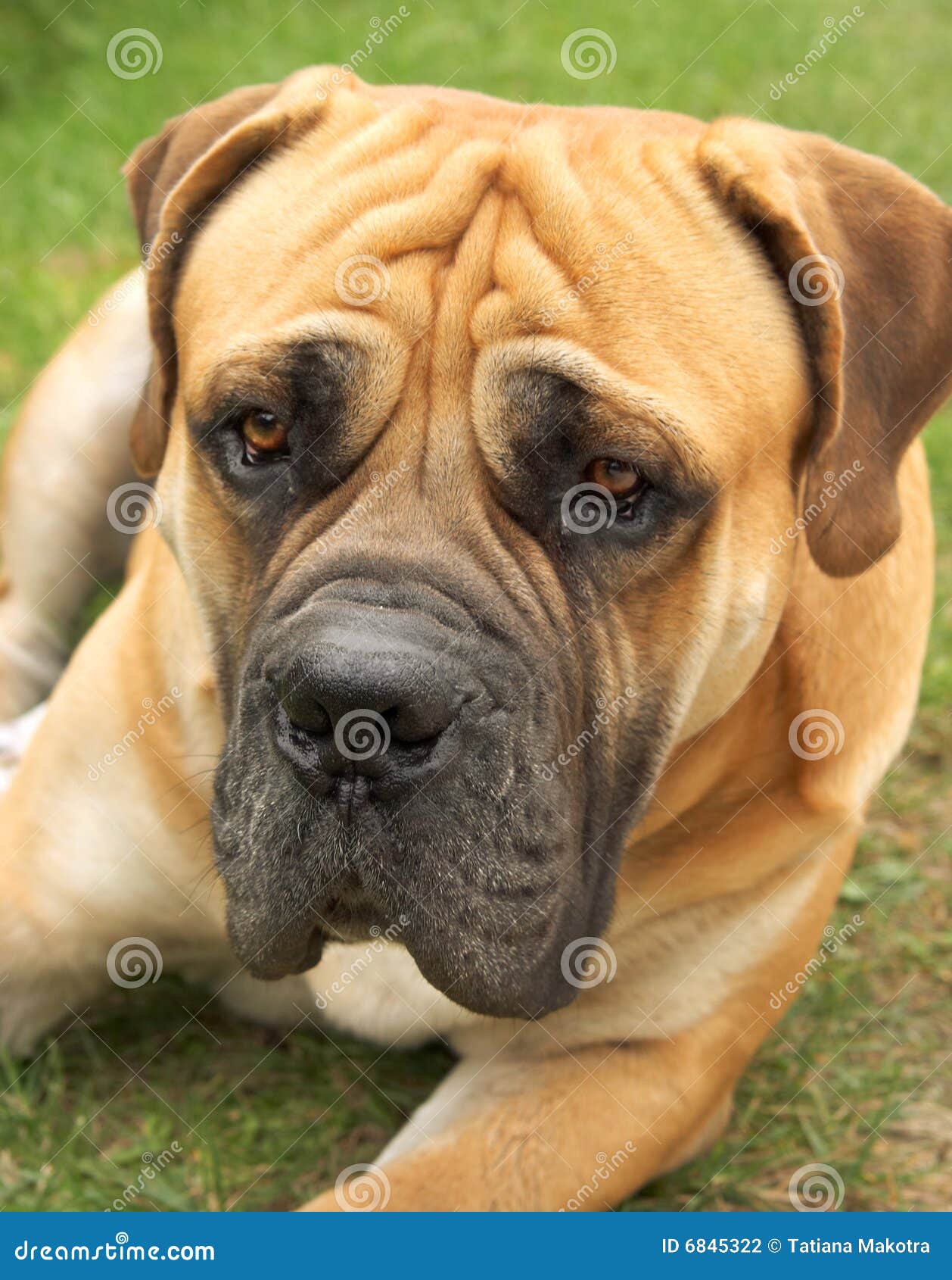 Boerboel stock photo. Image of protect, purebred, animal - 6845322