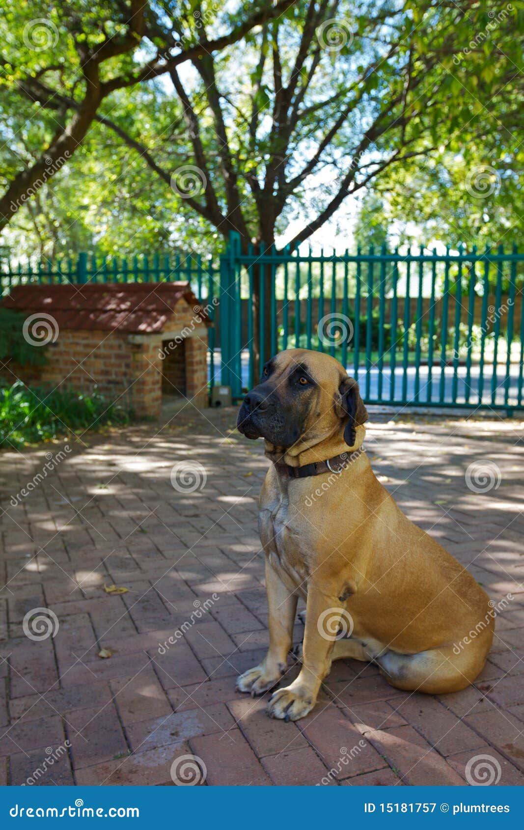 Boerboel / boerbull dog stock image. Image of expression - 15181757