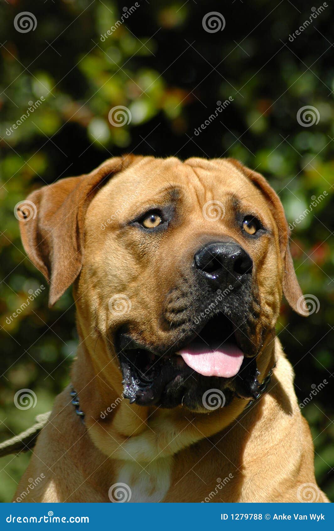 Boerboel Boer Stock Photos - Free & Royalty-Free Stock Photos from ...