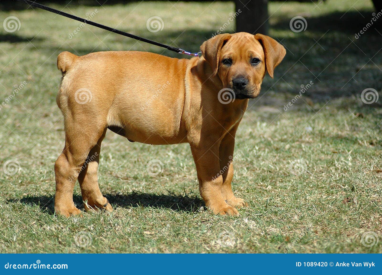 Boerboel puppy stock photo. Image of park, heads, breeds - 1089420