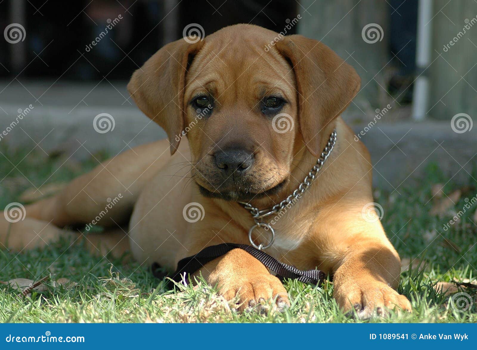 Boerboel puppy stock image. Image of breed, canines, canine - 1089541