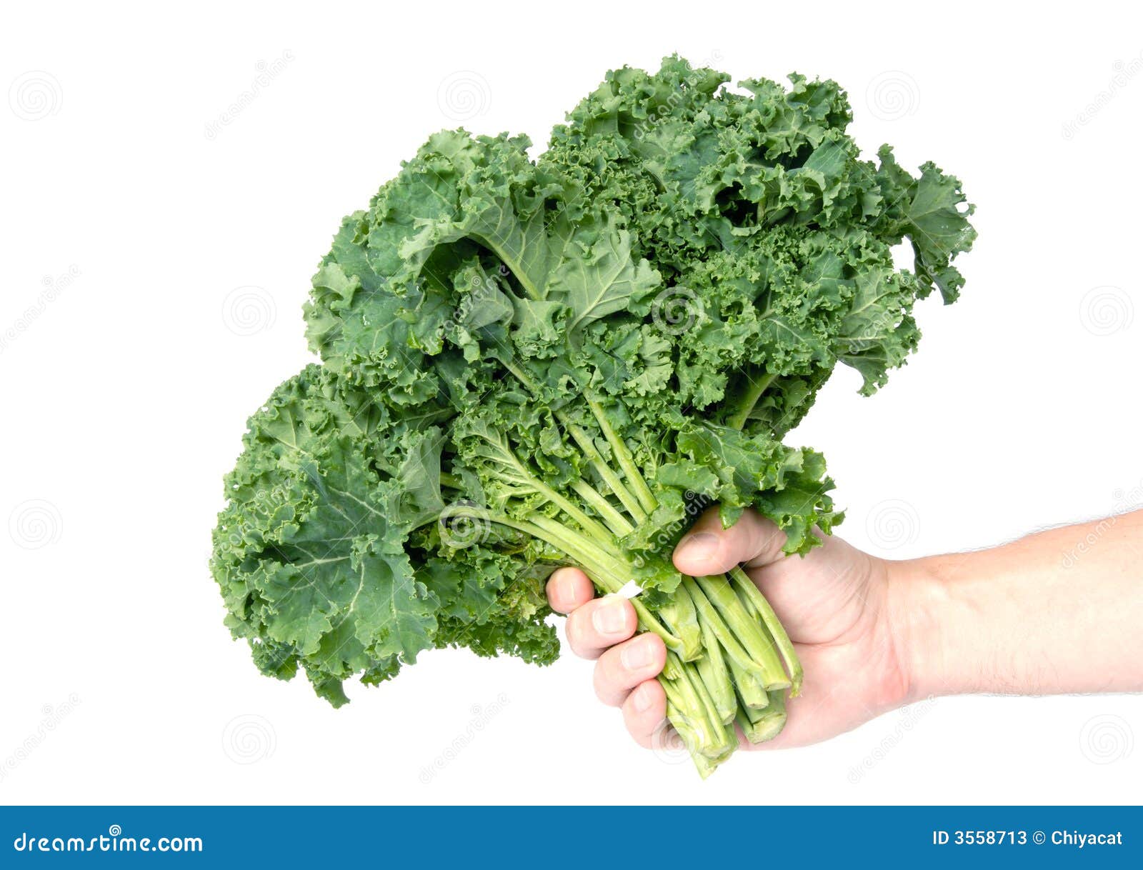 Boerenkool stock afbeelding. Image of mens, krullend, beta - 3558713