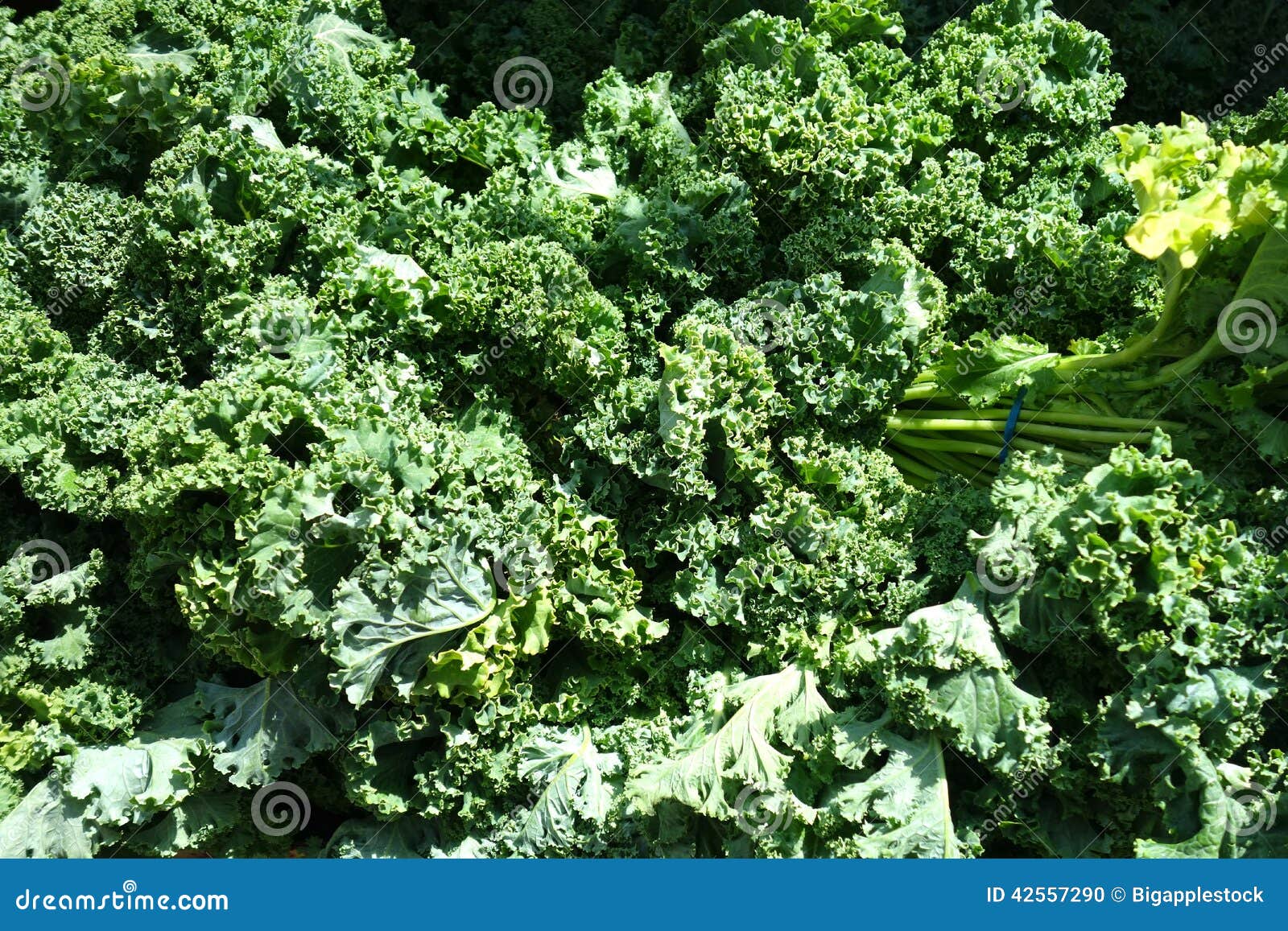 Boerenkool stock foto. Image of opbrengst, landbouwer - 42557290