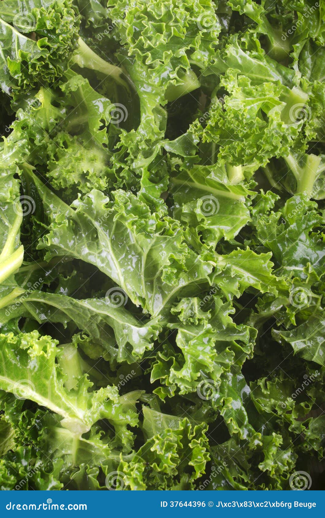 Boerenkool, Als Groene Kool Ook Wordt Bekend Die Stock Foto - Image of ...