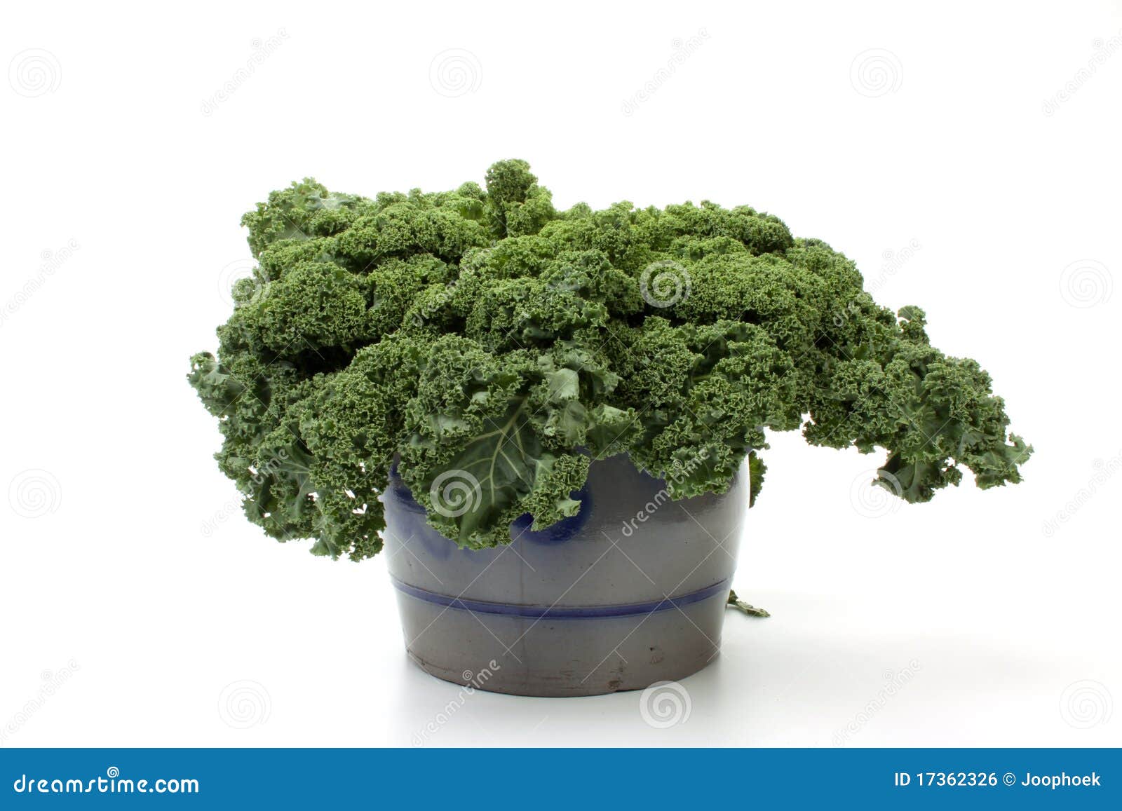 Boerenkool in een pot stock foto. Image of gezond, kool - 17362326
