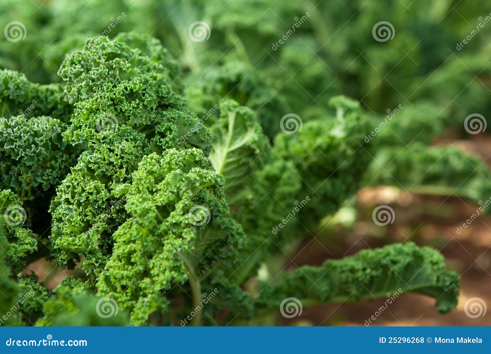 Boerenkool in tuin stock foto. Image of gecultiveerd - 25296268
