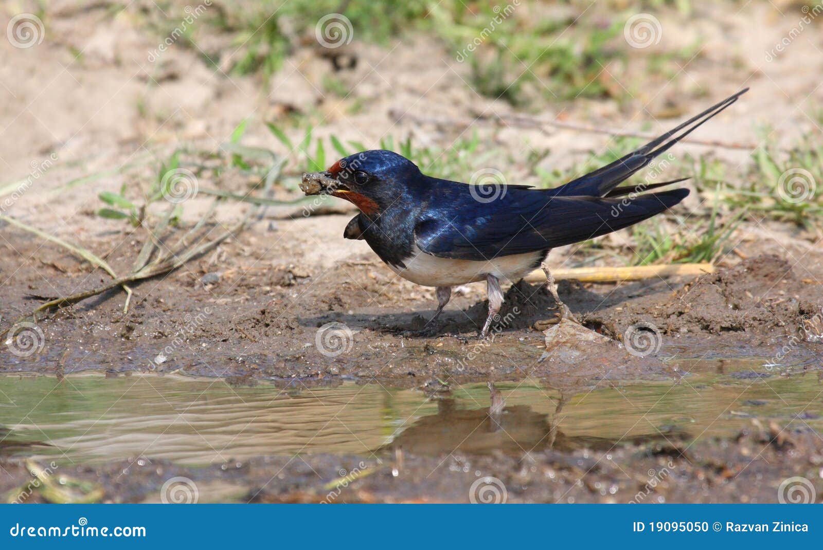 Boerenzwaluw stock foto. Image of migrerend, ornithologie - 19095050