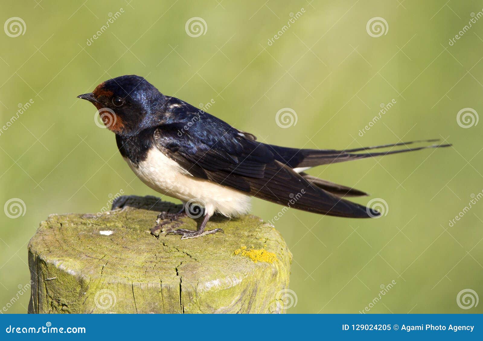 Boerenzwaluw, Barn Swallow, Hirundo Rustica Stock Image - Image of ...