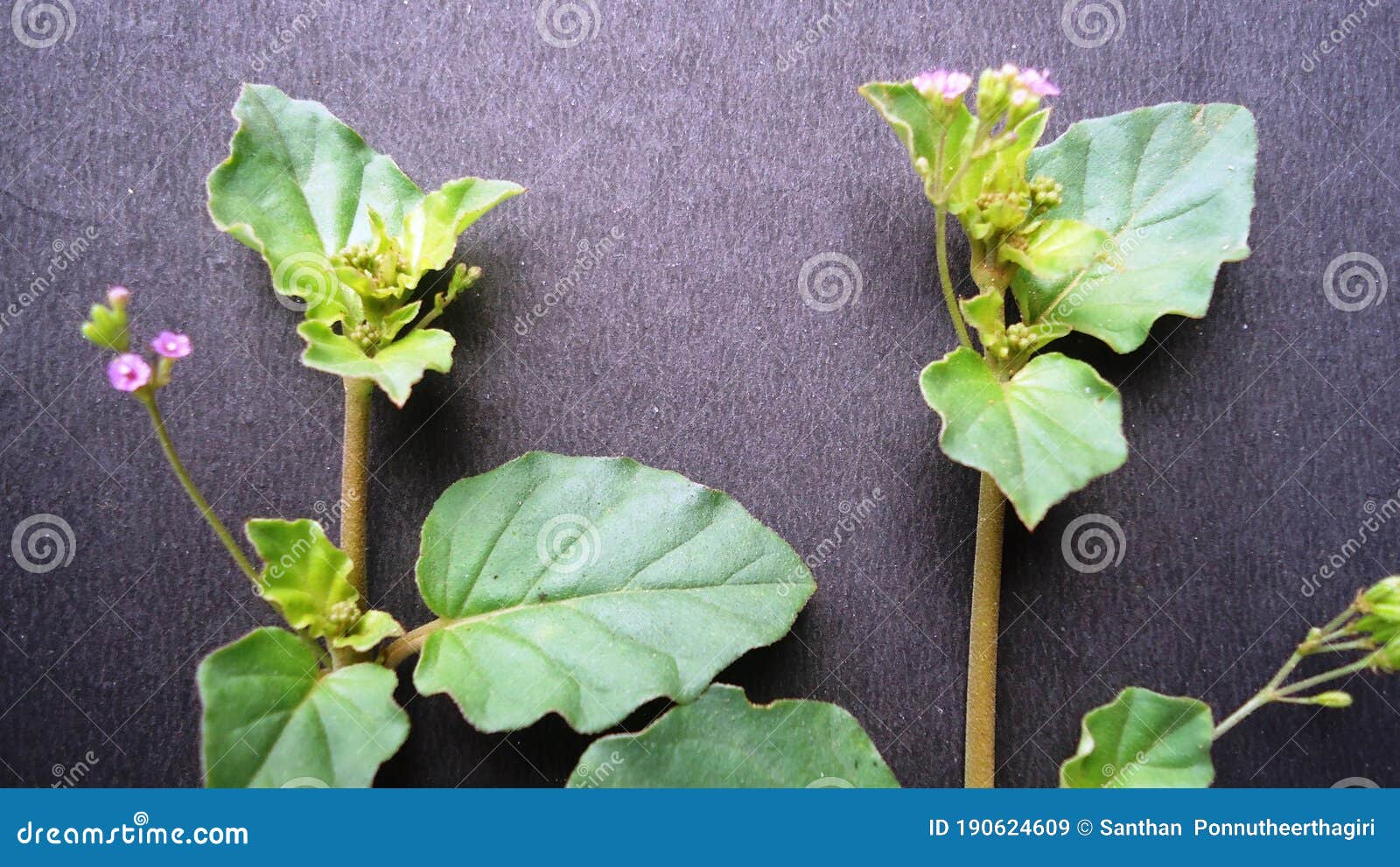 Boerhavia Diffusa Punarnava Flowering Twigs Stock Image - Image of ...