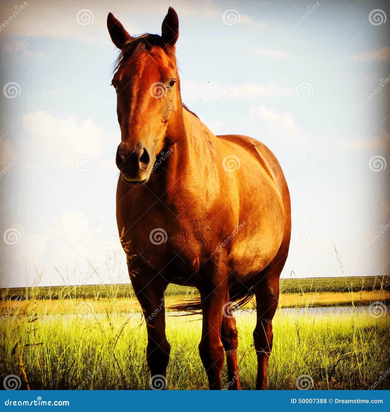 Boerperd Horse stock photo. Image of brown, boerperd - 50007388