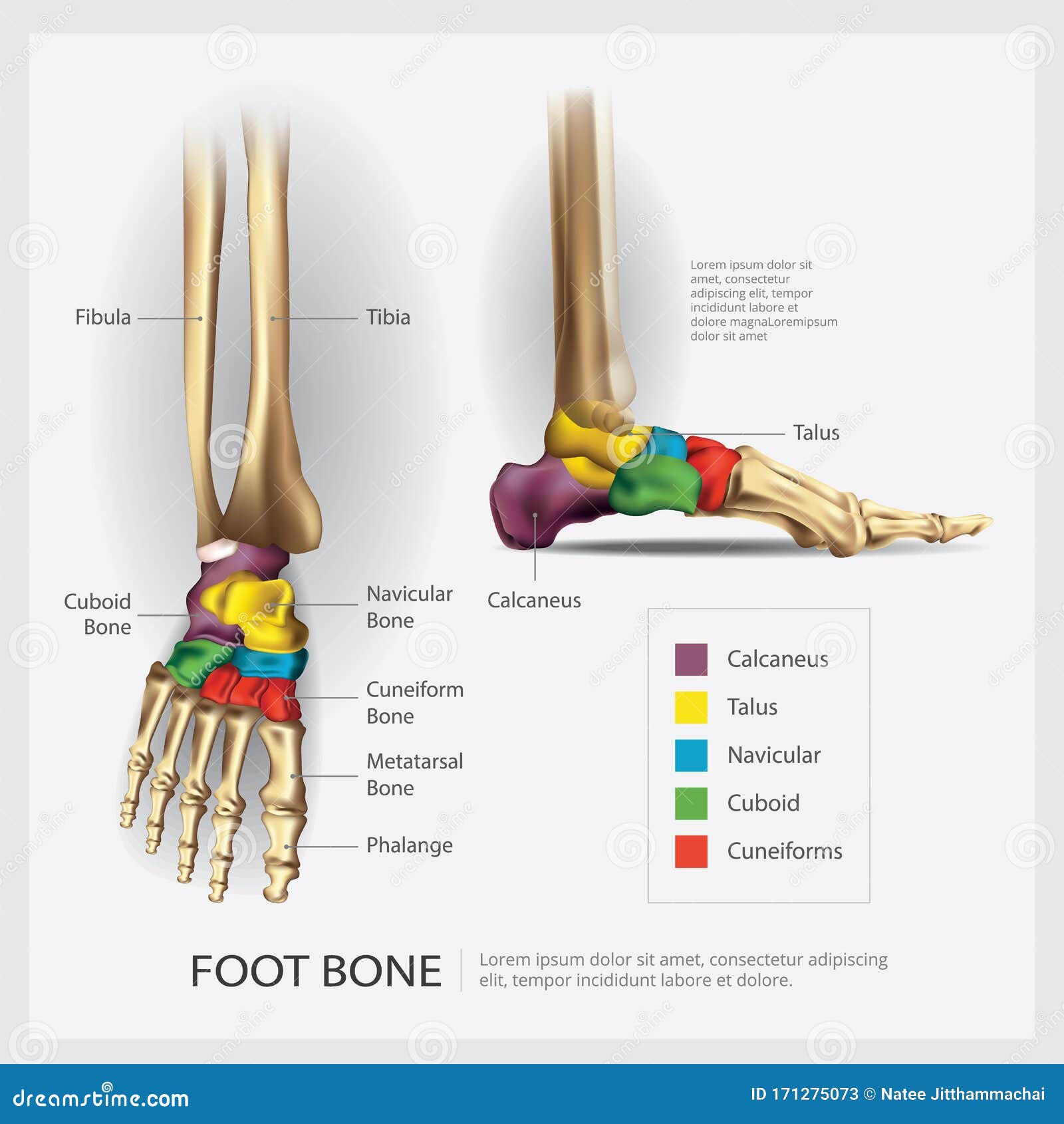 Boetbotanatomie vector illustratie. Illustration of gezondheid - 171275073