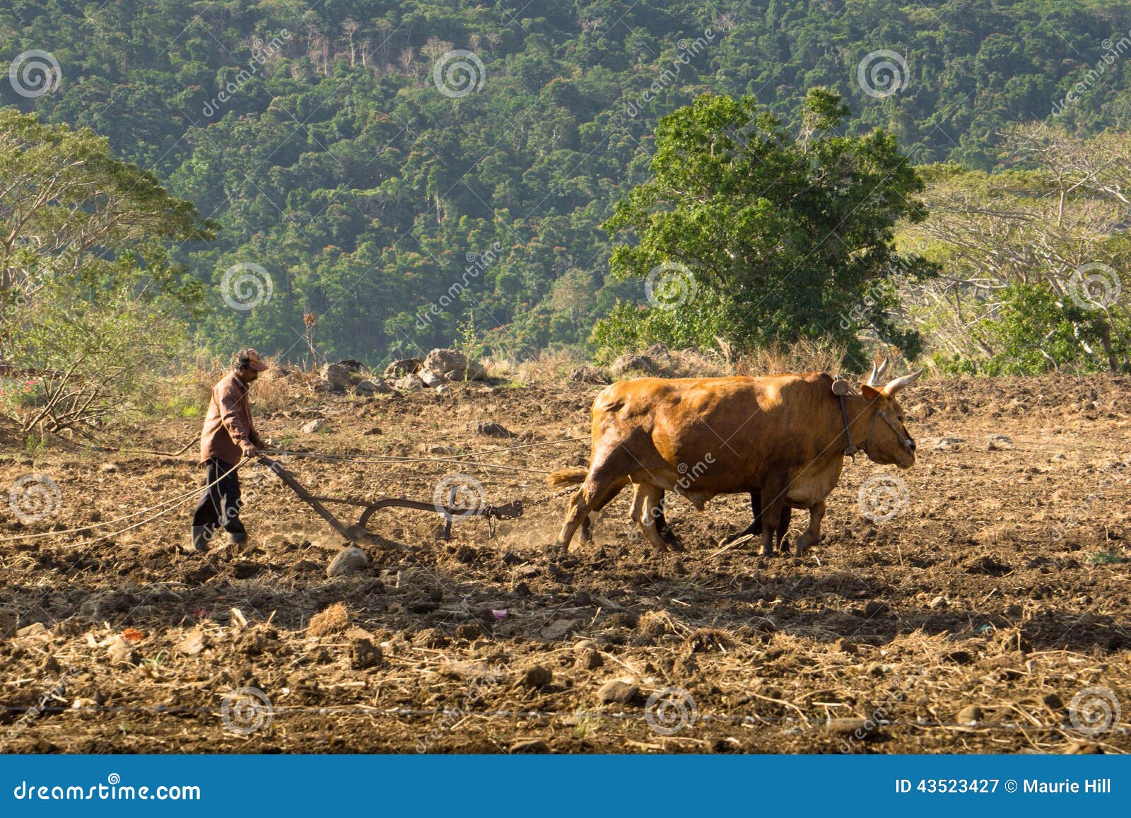 Boeuf et charrue photographie éditorial. Image du forêt - 43523427