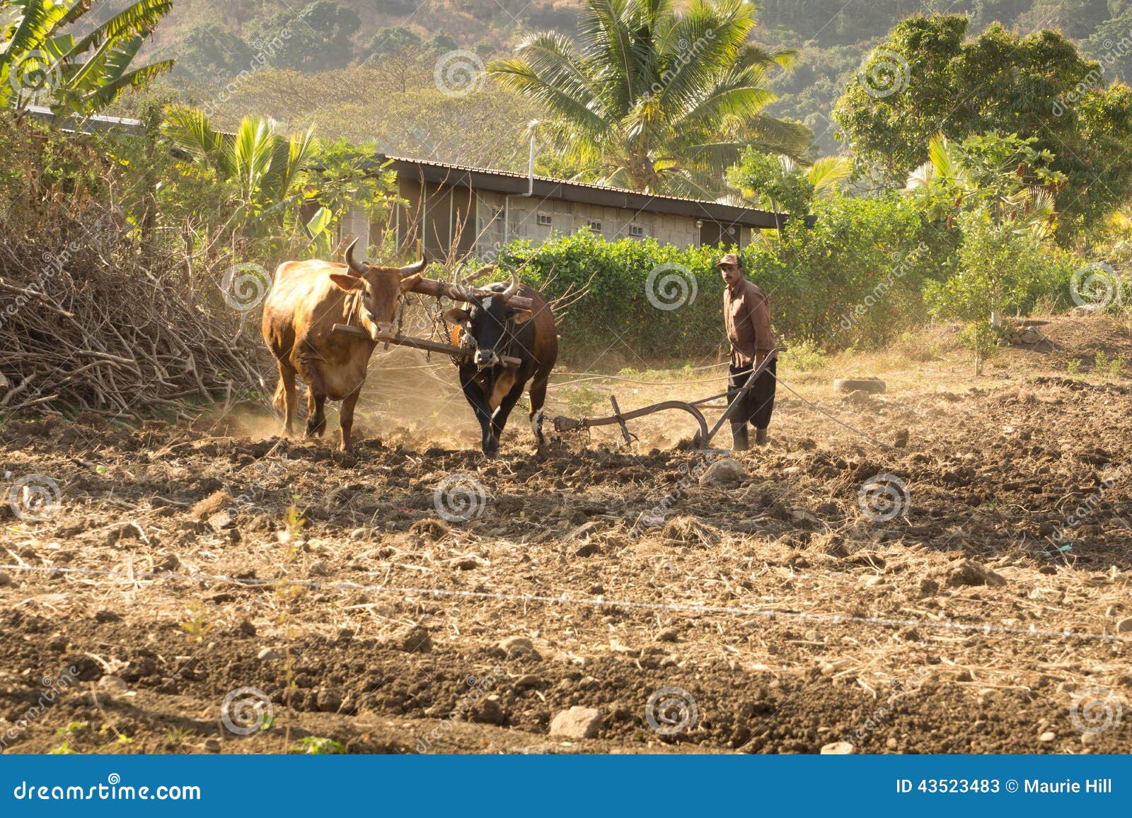 Boeuf et charrue photo stock éditorial. Image du teamwork - 43523483