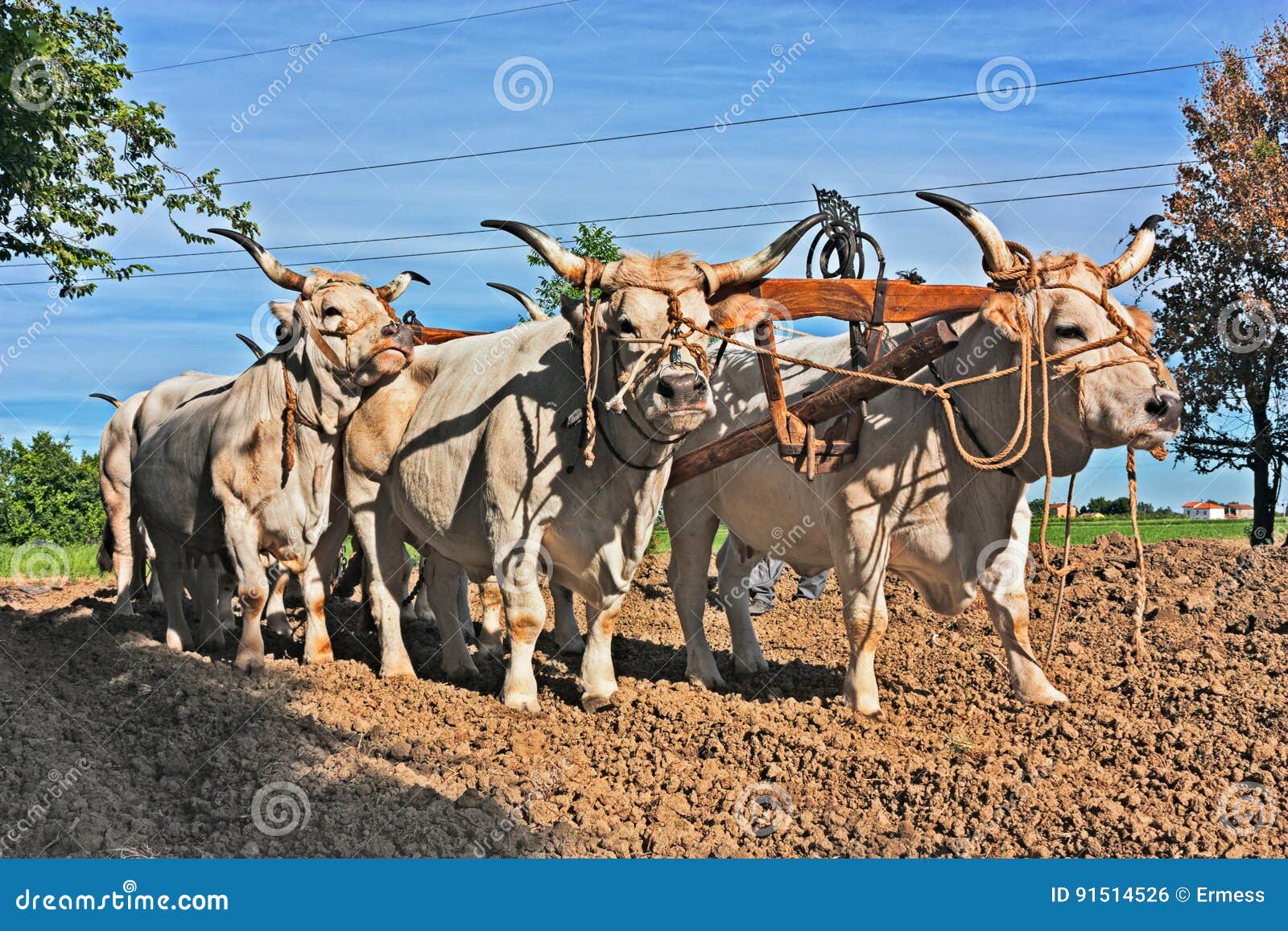 Boeufs Qui Tirent La Charrue Photo stock - Image du labourage ...