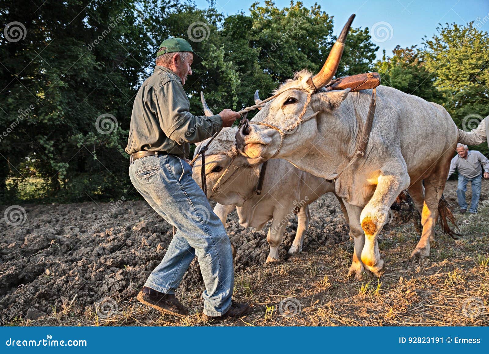 Boeufs Qui Tirent La Charrue Photo éditorial - Image du boeuf, animal ...