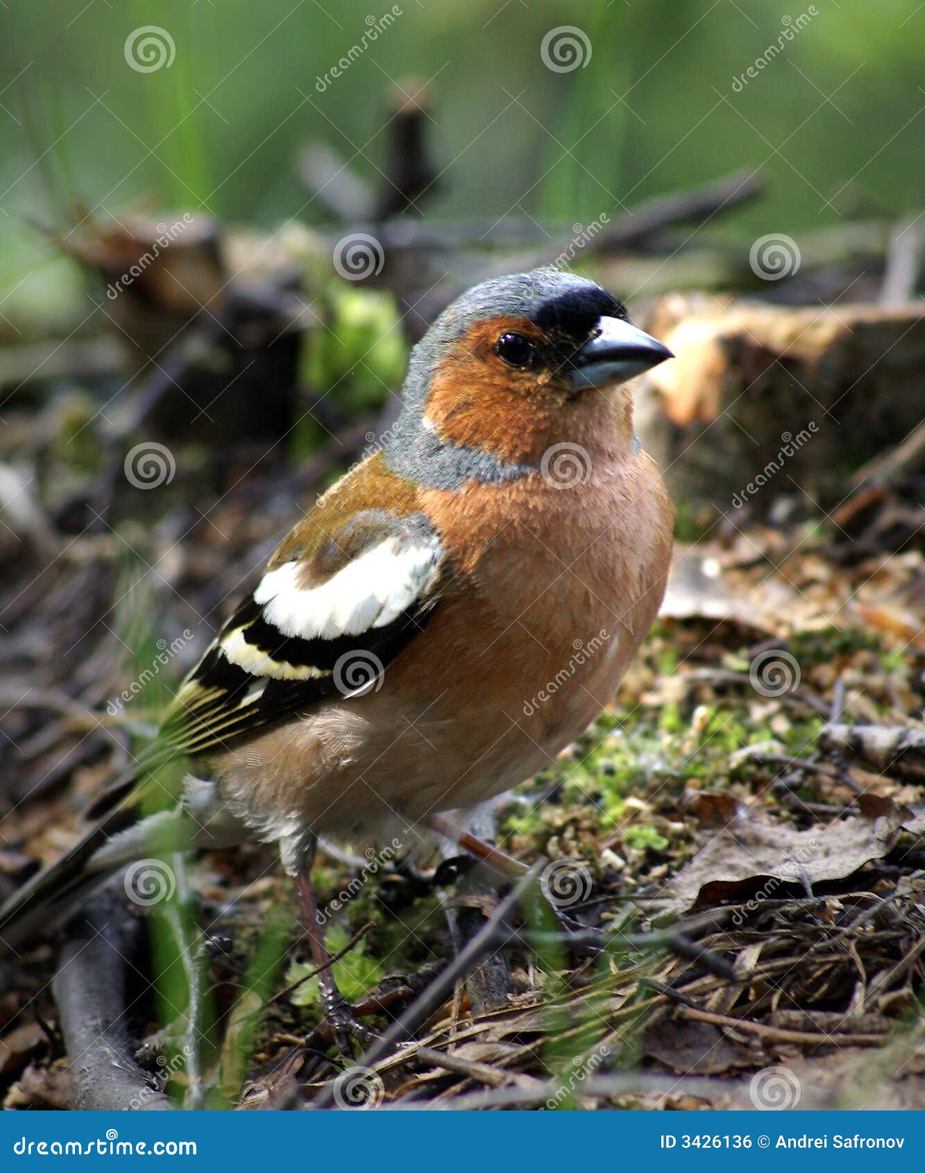 Bofink arkivfoto. Bild av bofink, fjäder, bili, skog, öga - 3426136