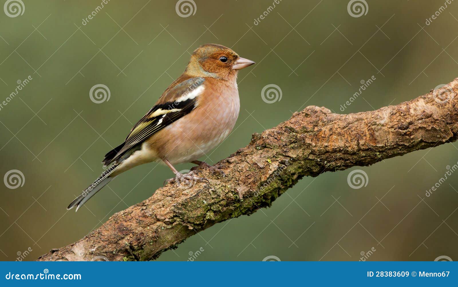 Bofink (Fringillacoelebs) fotografering för bildbyråer. Bild av finka ...