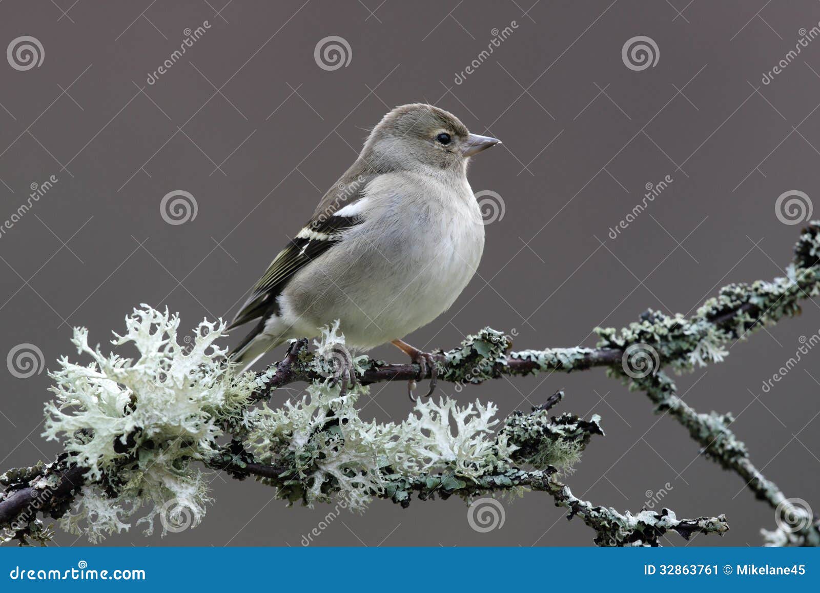 Bofink Fringillacoelebs fotografering för bildbyråer. Bild av djurliv ...