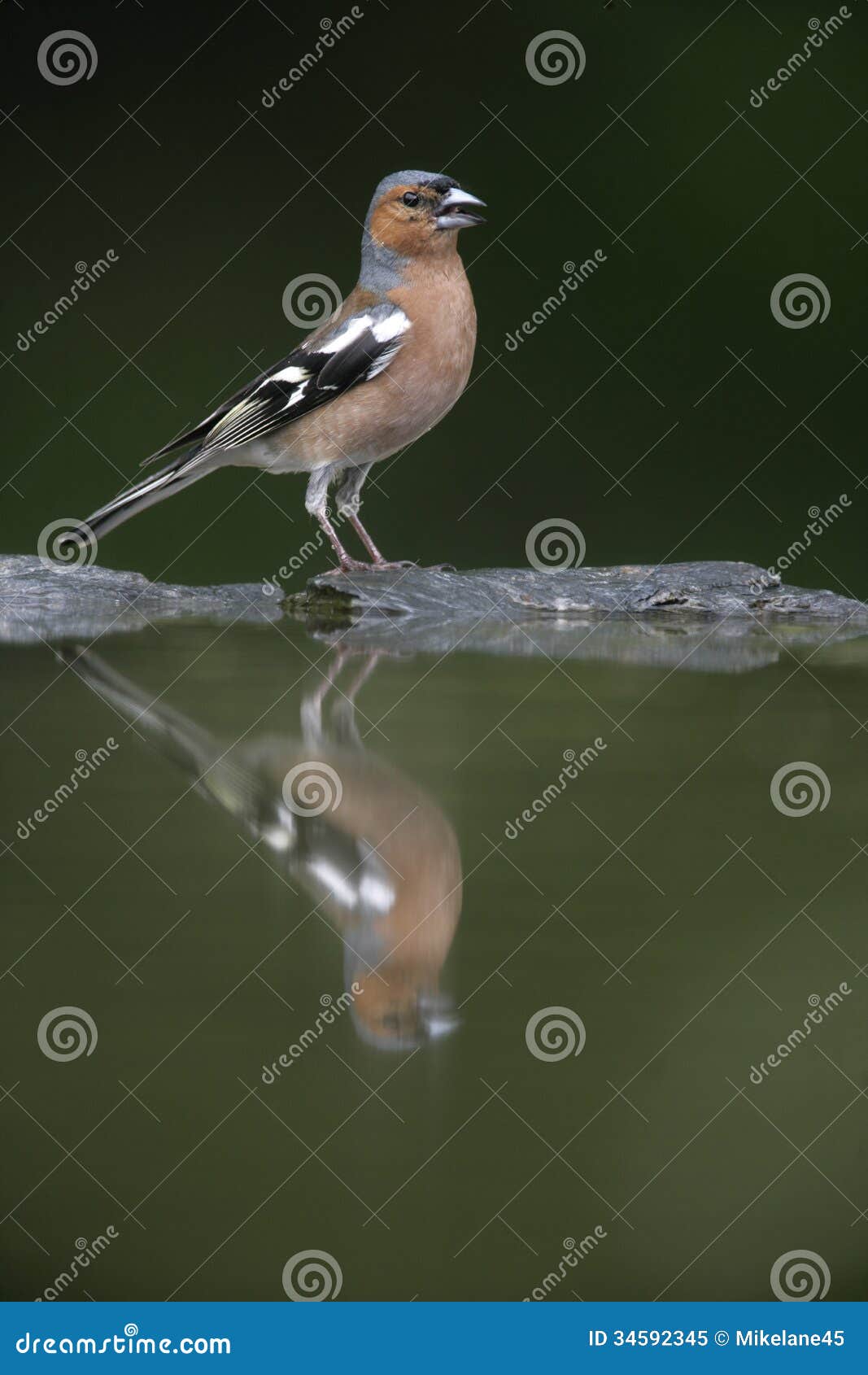 Bofink Fringillacoelebs, fotografering för bildbyråer. Bild av sjaskig ...
