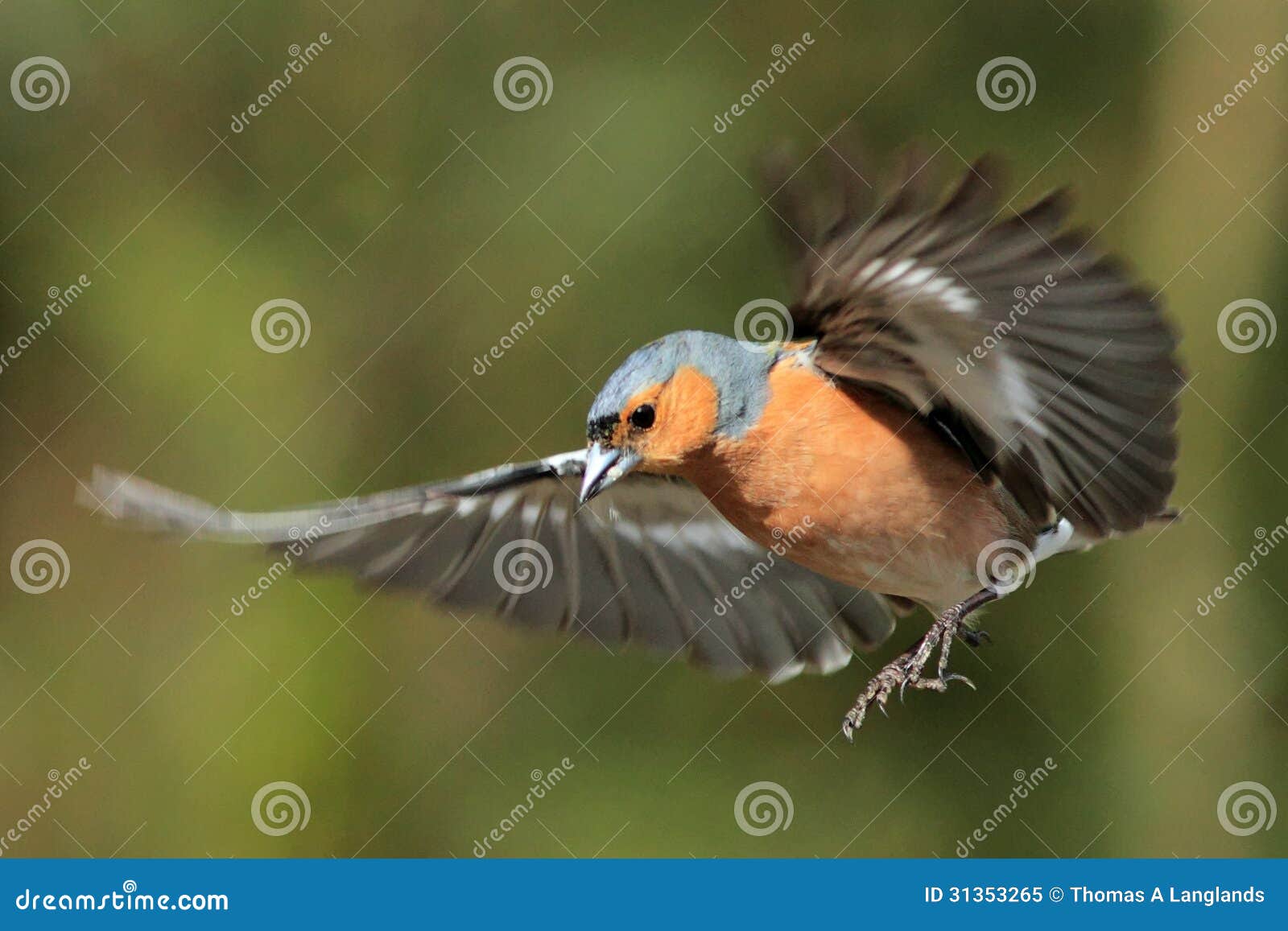 Bofink (Fringillacoelebs) I Flykten Fotografering för Bildbyråer - Bild ...
