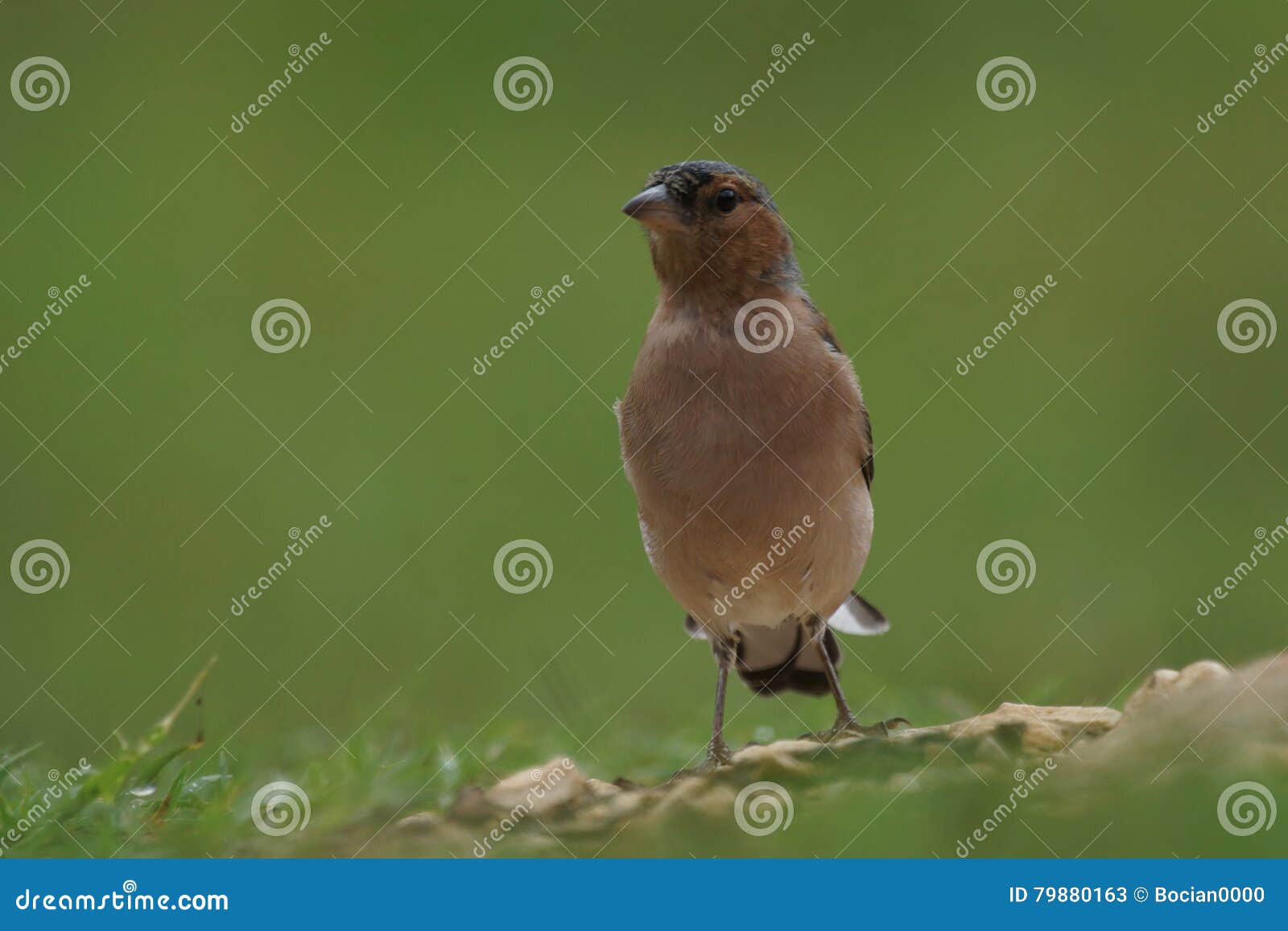 Bofink & X28; Fringillacoelebs& X29; Fotografering för Bildbyråer ...