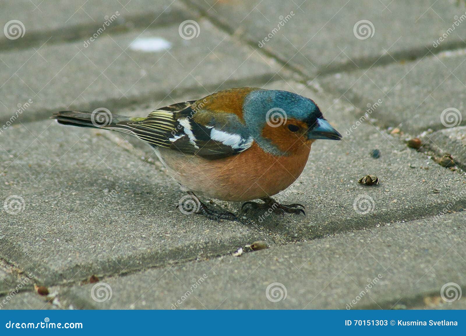 Bofink i parkera fotografering för bildbyråer. Bild av utbrett - 70151303