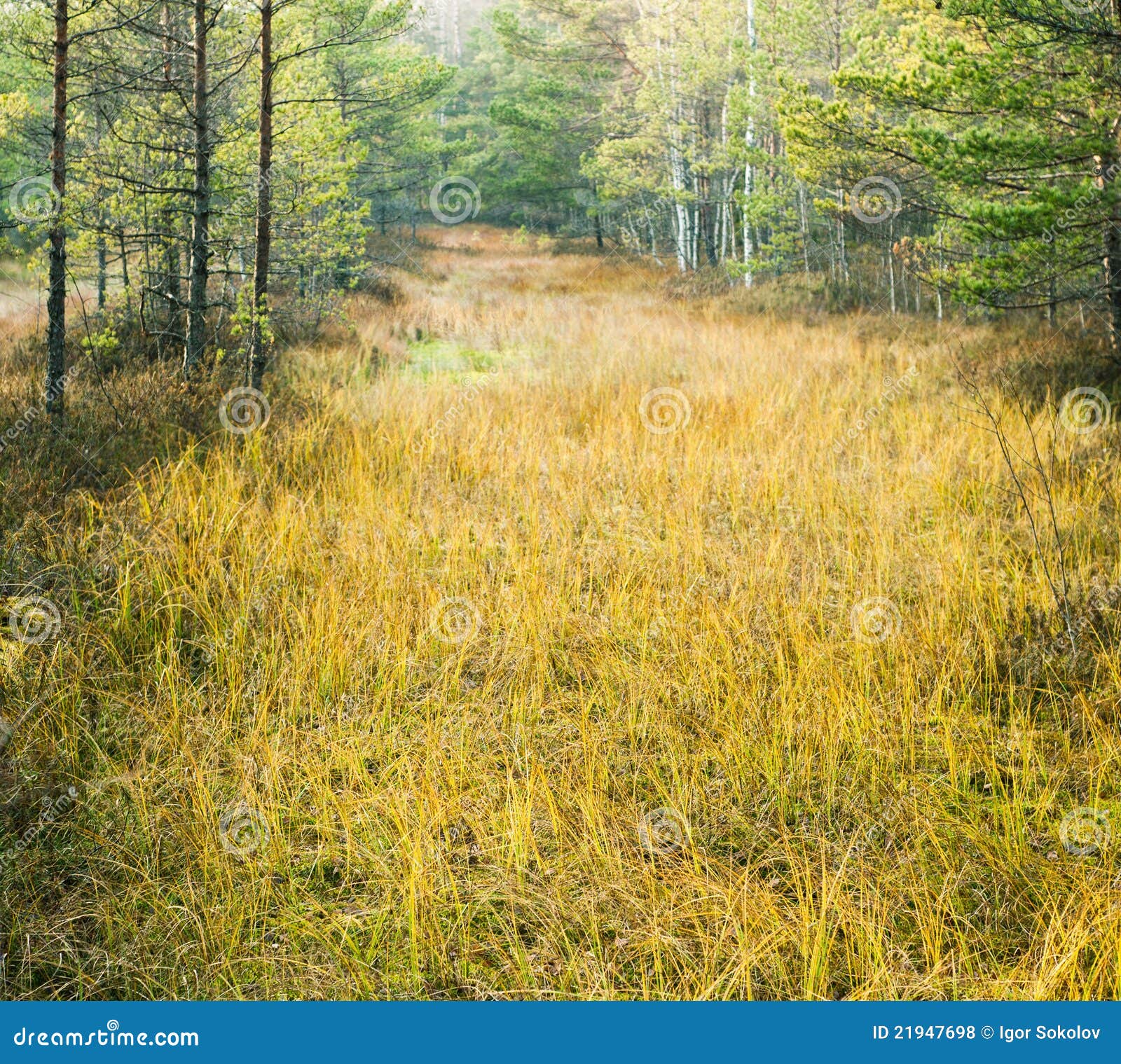 Bog stock photo. Image of landscape, protected, green - 21947698