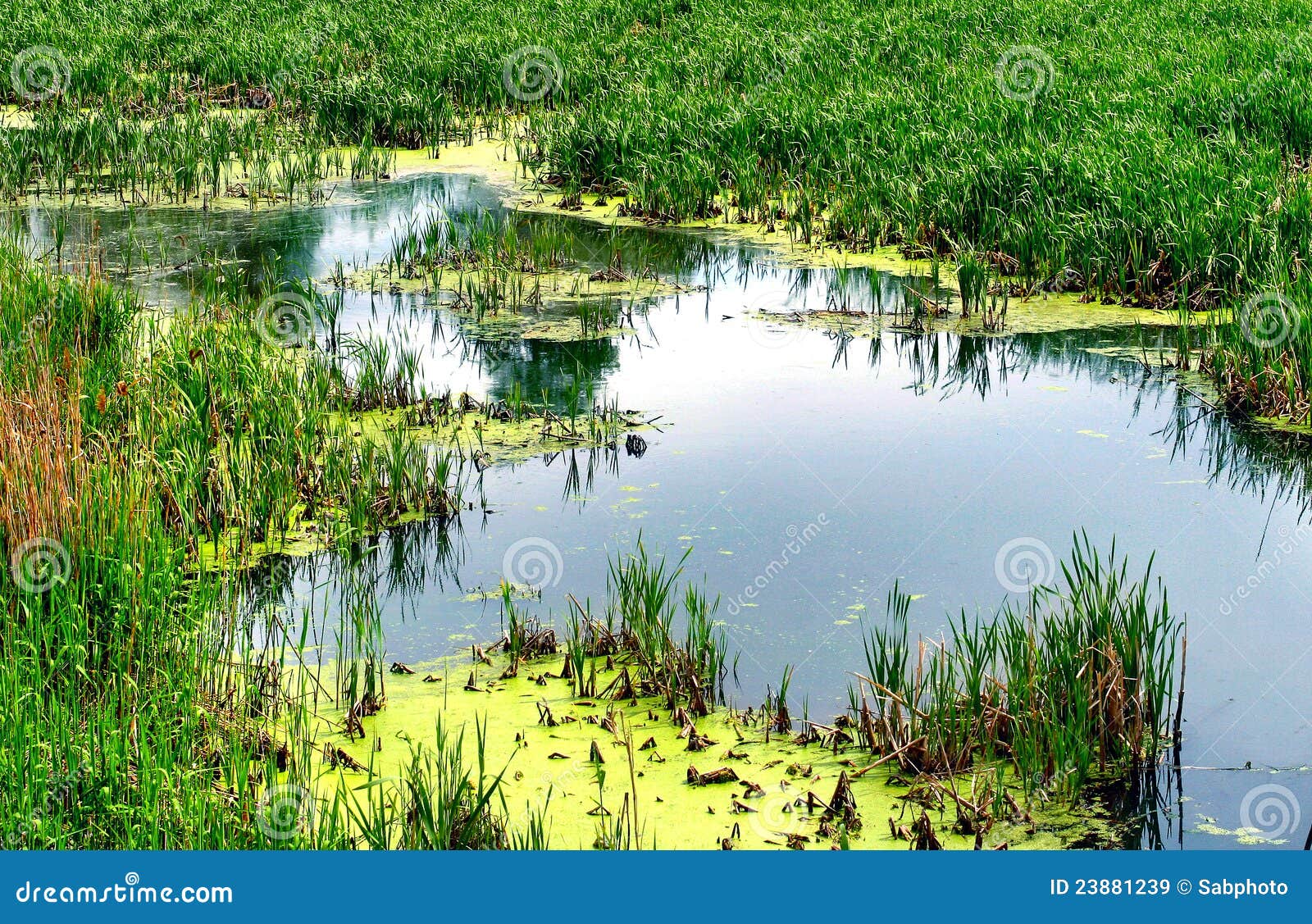 The bog stock image. Image of moss, water, nature, green - 23881239
