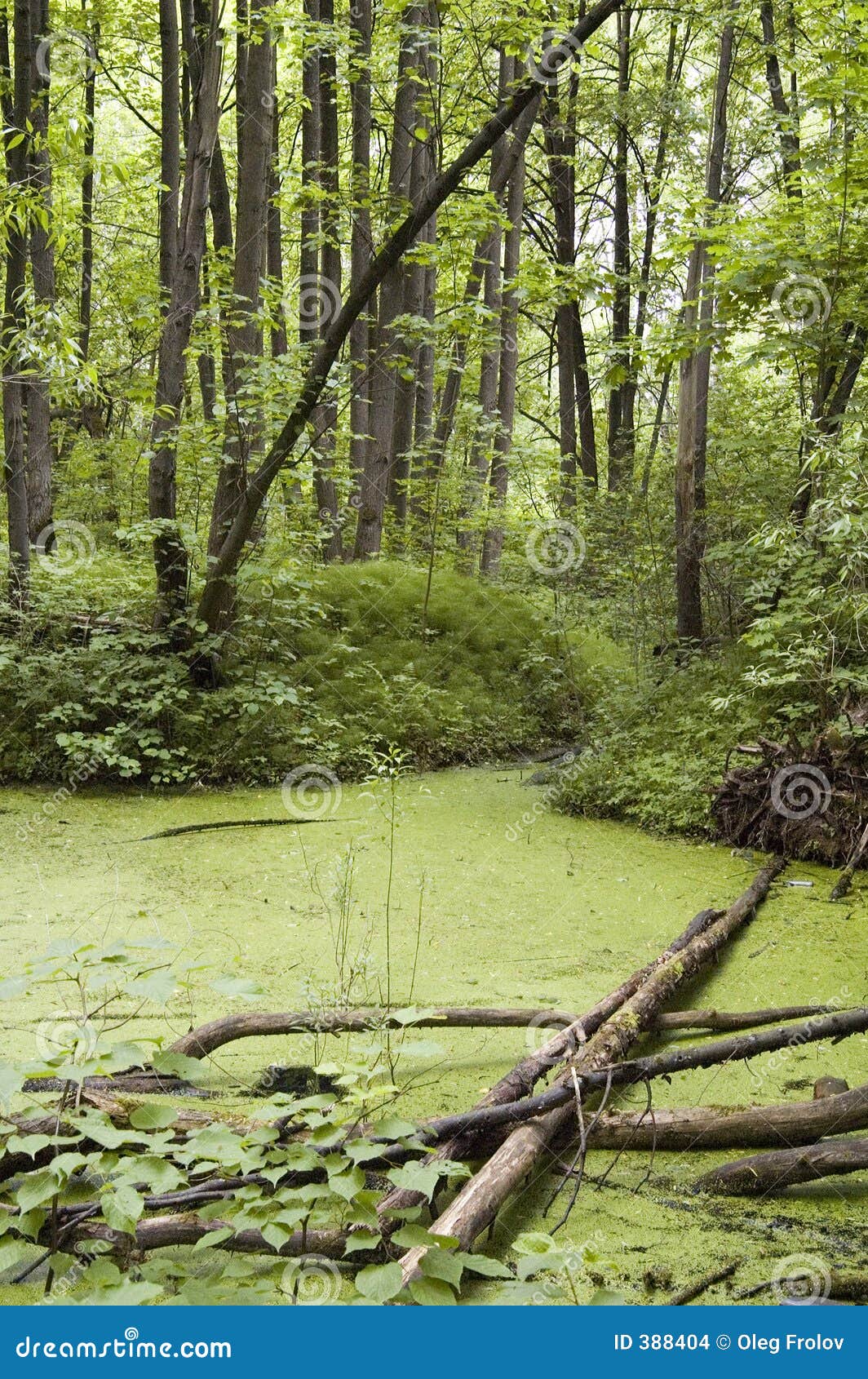 Bog stock photo. Image of wood, russian, fallen, thick - 388404